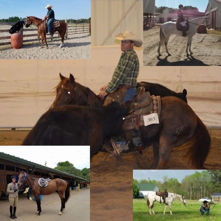 Allaroundperformancehorses