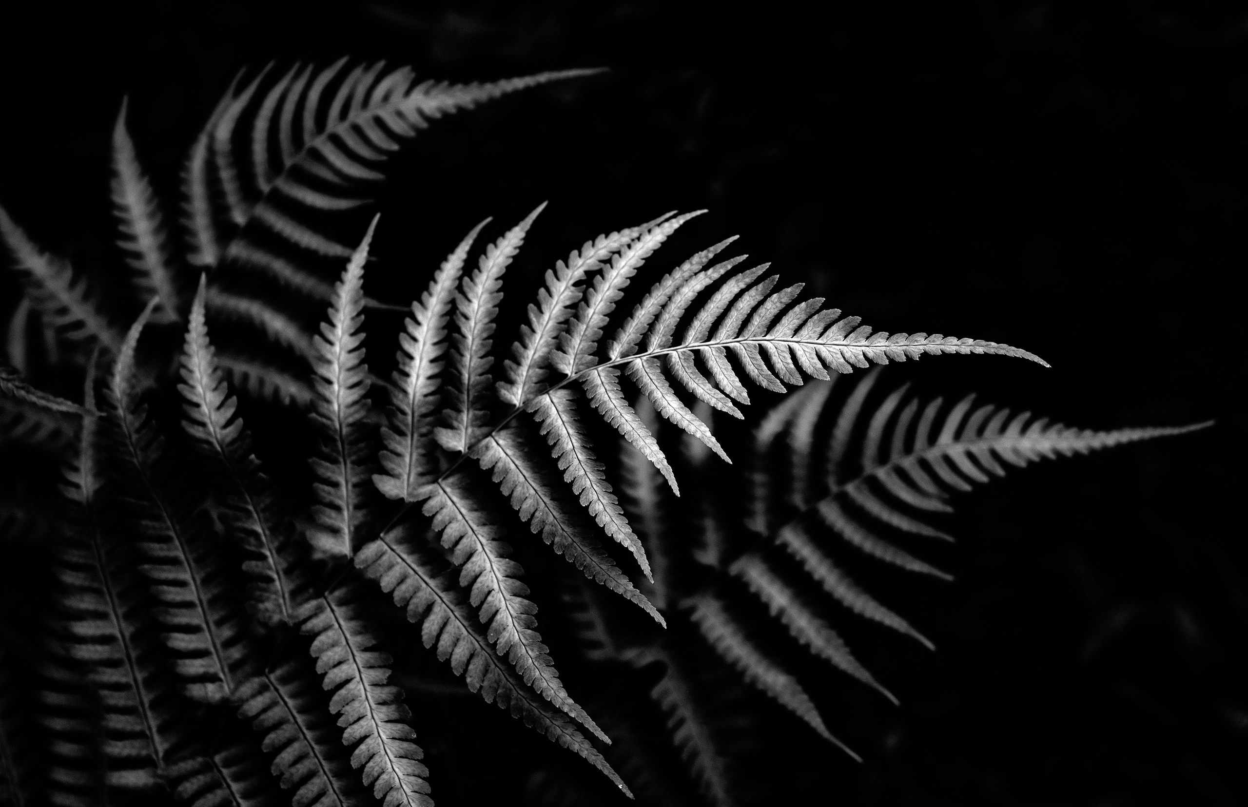 Bill Helton Photography