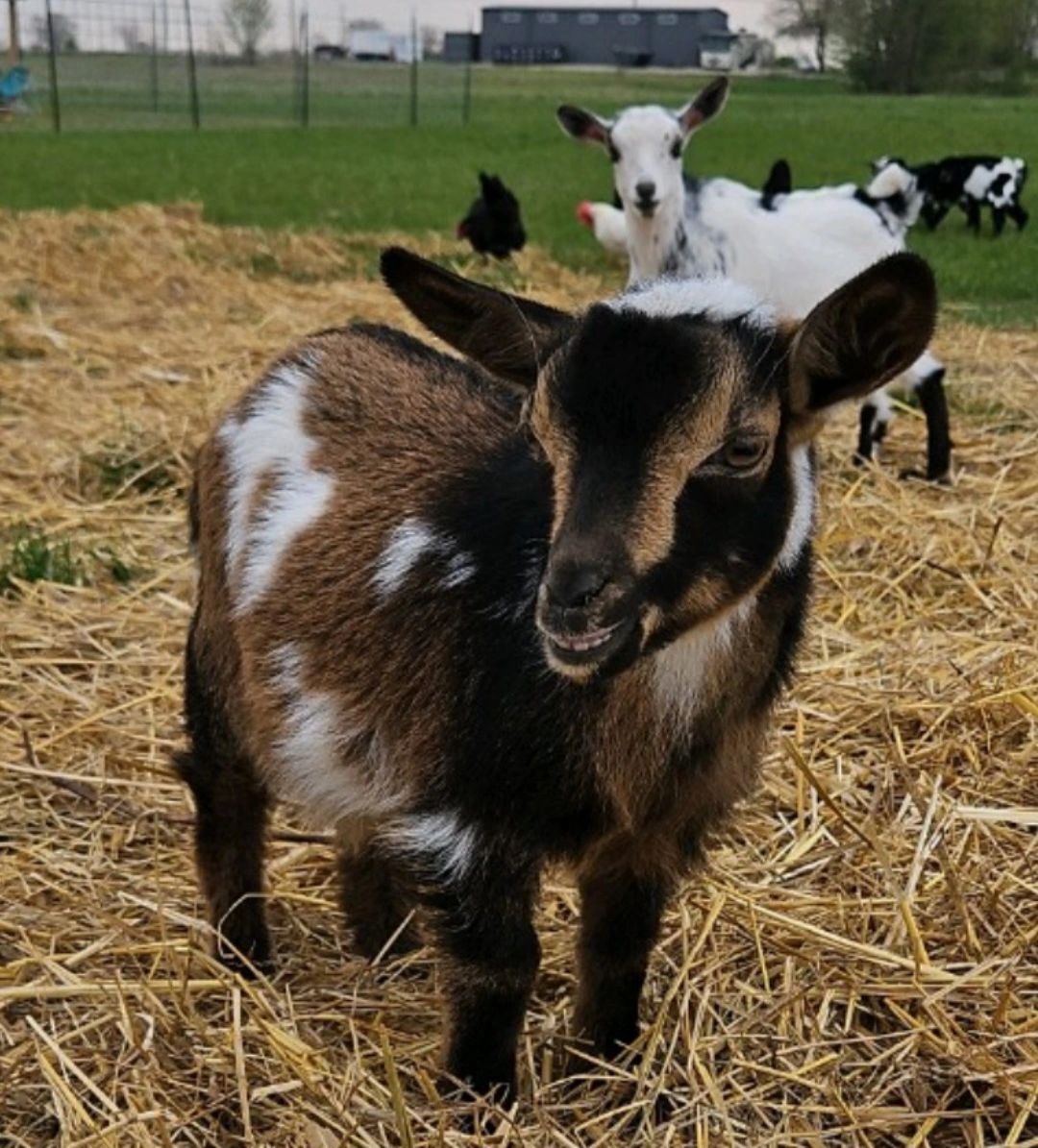 Gabhair Dwarf Nubian