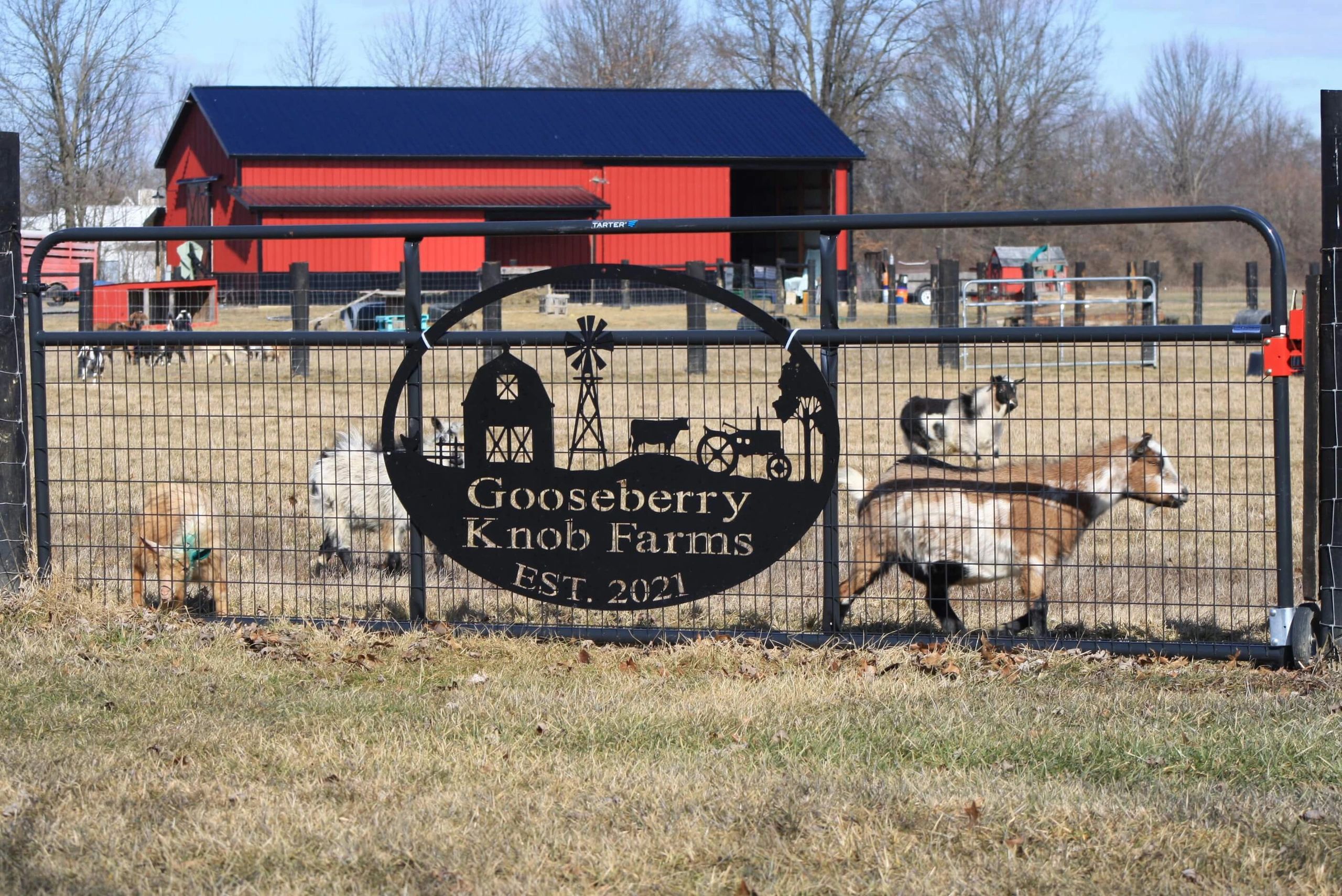 Gooseberry Knob Farm: Nigerian Dwarf, Nubian, Mini Nubian Goats