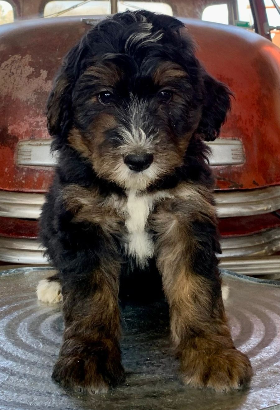 What Is A Phantom Bernedoodle