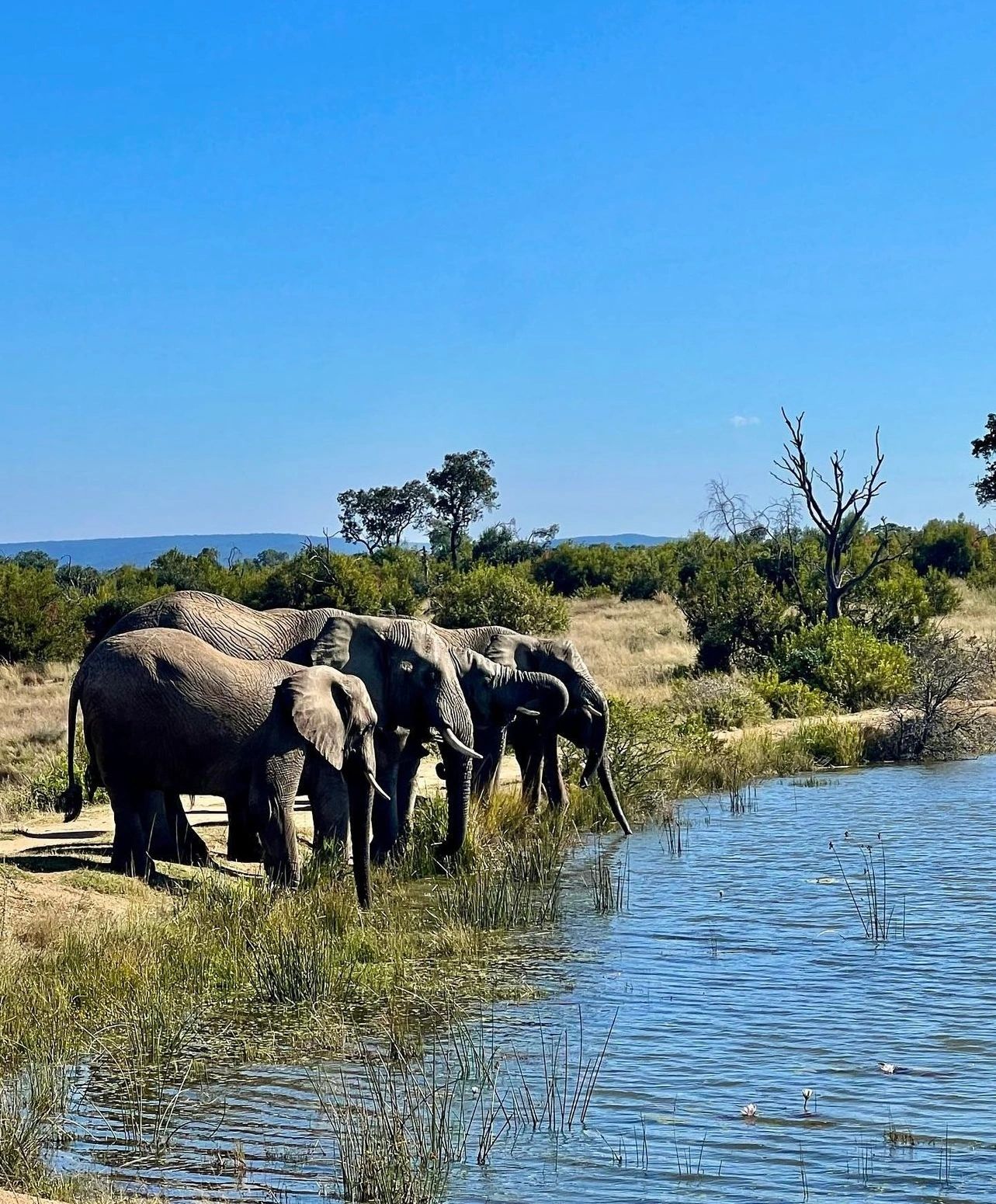 Glamping, and Game Drives: Safari Experience at Hippo Lakes