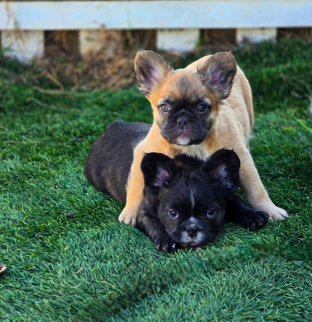 Fluffy French Bulldog Puppies for Sale - Color Me Frenchies