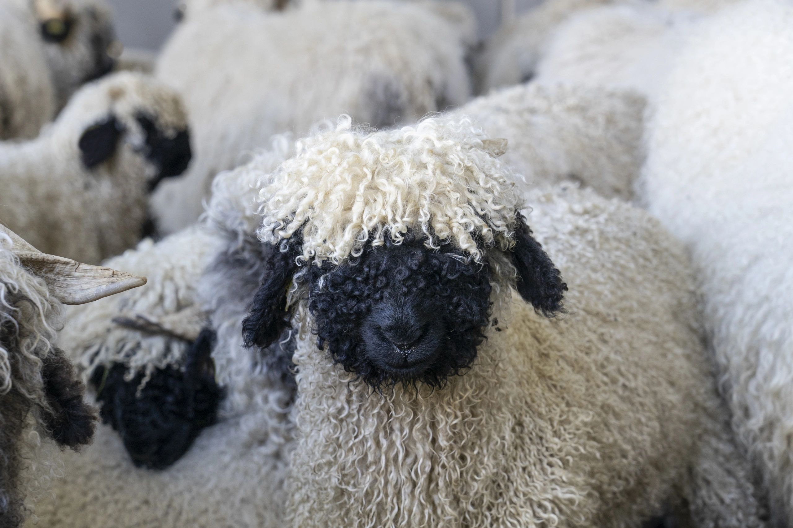 Valais Blacknose Sheep