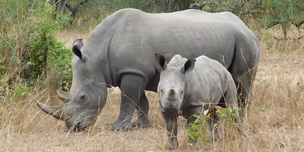 Wildlife Defense