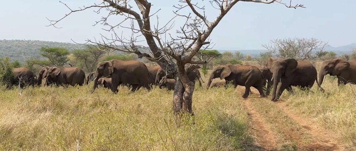 Wildlife Defense