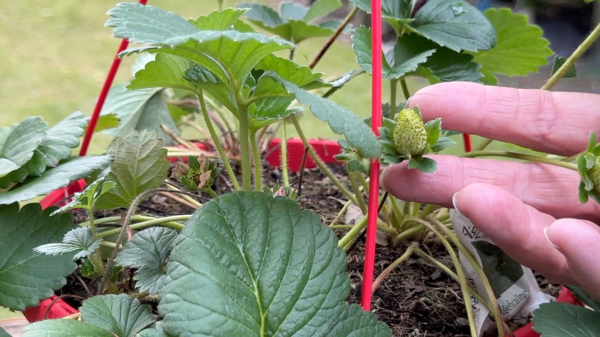 My Farming Friends - Raised Bed Gardens, Organic Gardening, Grow Your ...