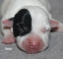 Jack Russell Terrier Puppies for Sale - Cuttin up Jack Russell