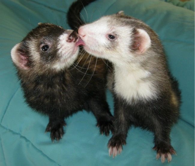 Ferret Dreams Rescue and Adoption