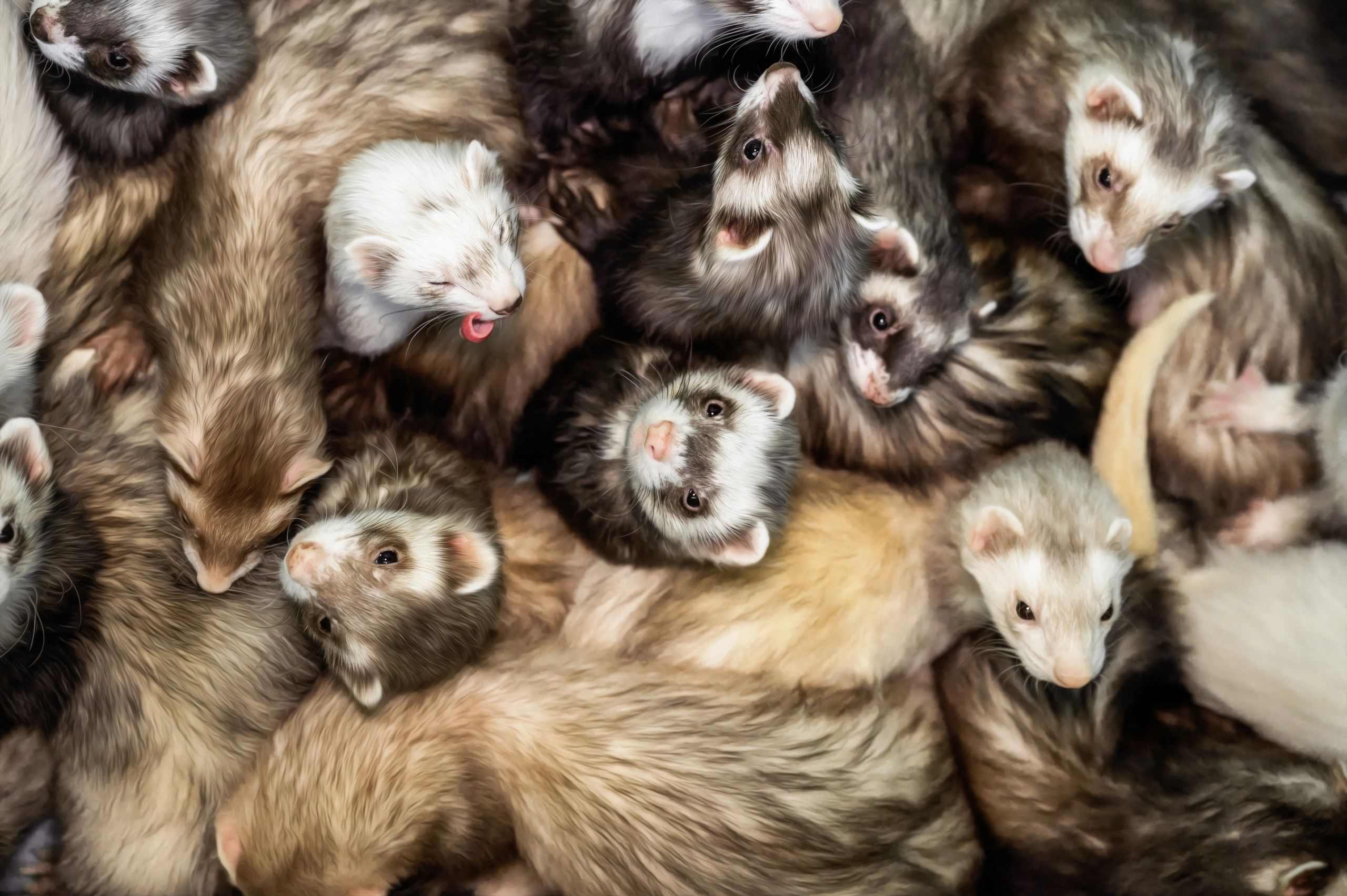 Ferret Dreams: Colorado's ferret specific no-kill rescue