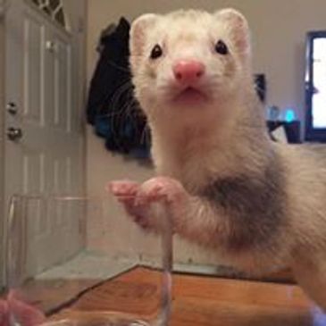 Help Us Help Ferrets | Ferret Dreams Rescue and Adoption