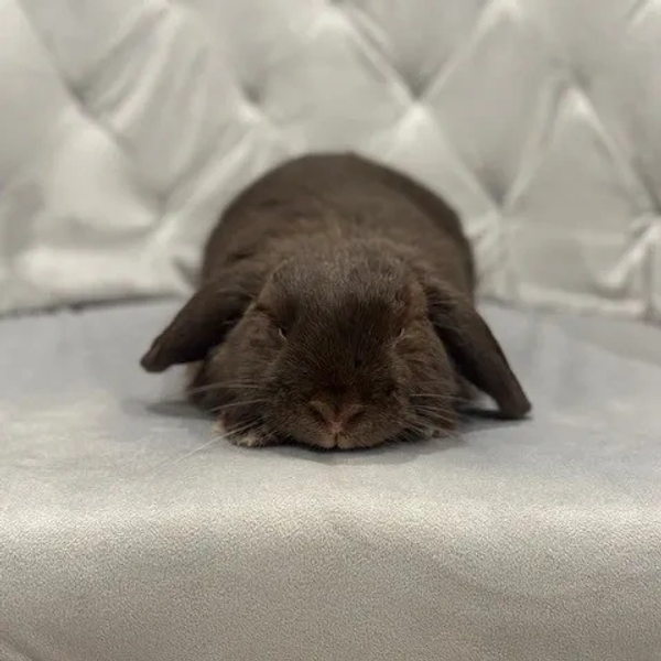 The Rabbit Retreat Sydney