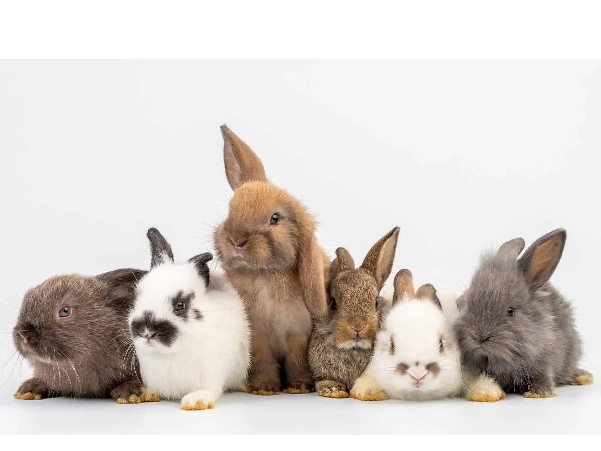 The Rabbit Retreat Sydney