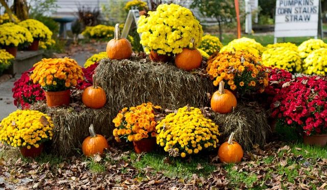 luckylandscapeservice.com