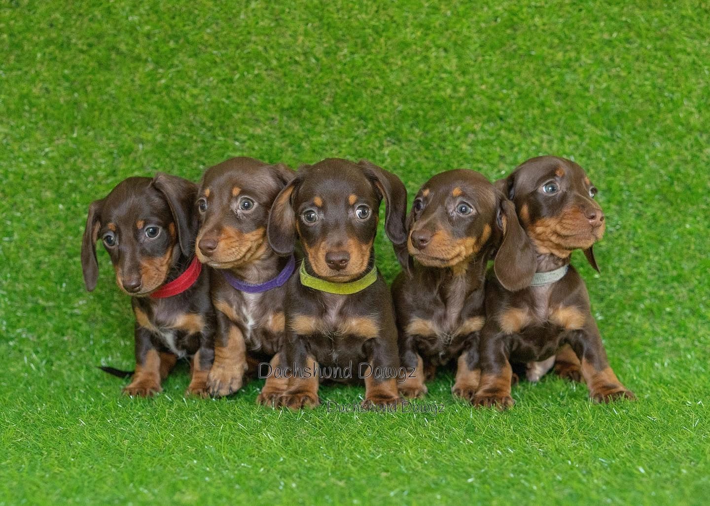 How Much Are Weiner Dogs Worth