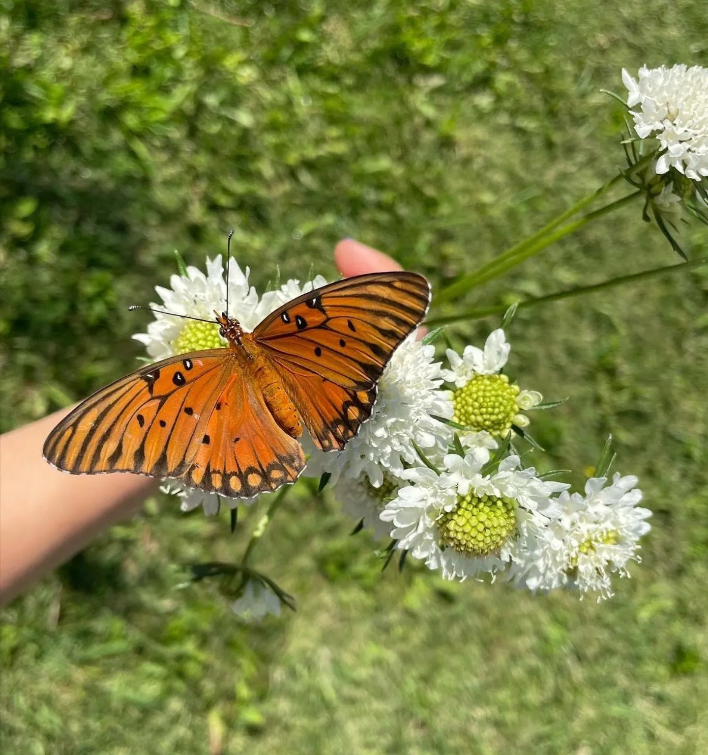 About | Maison Gardens