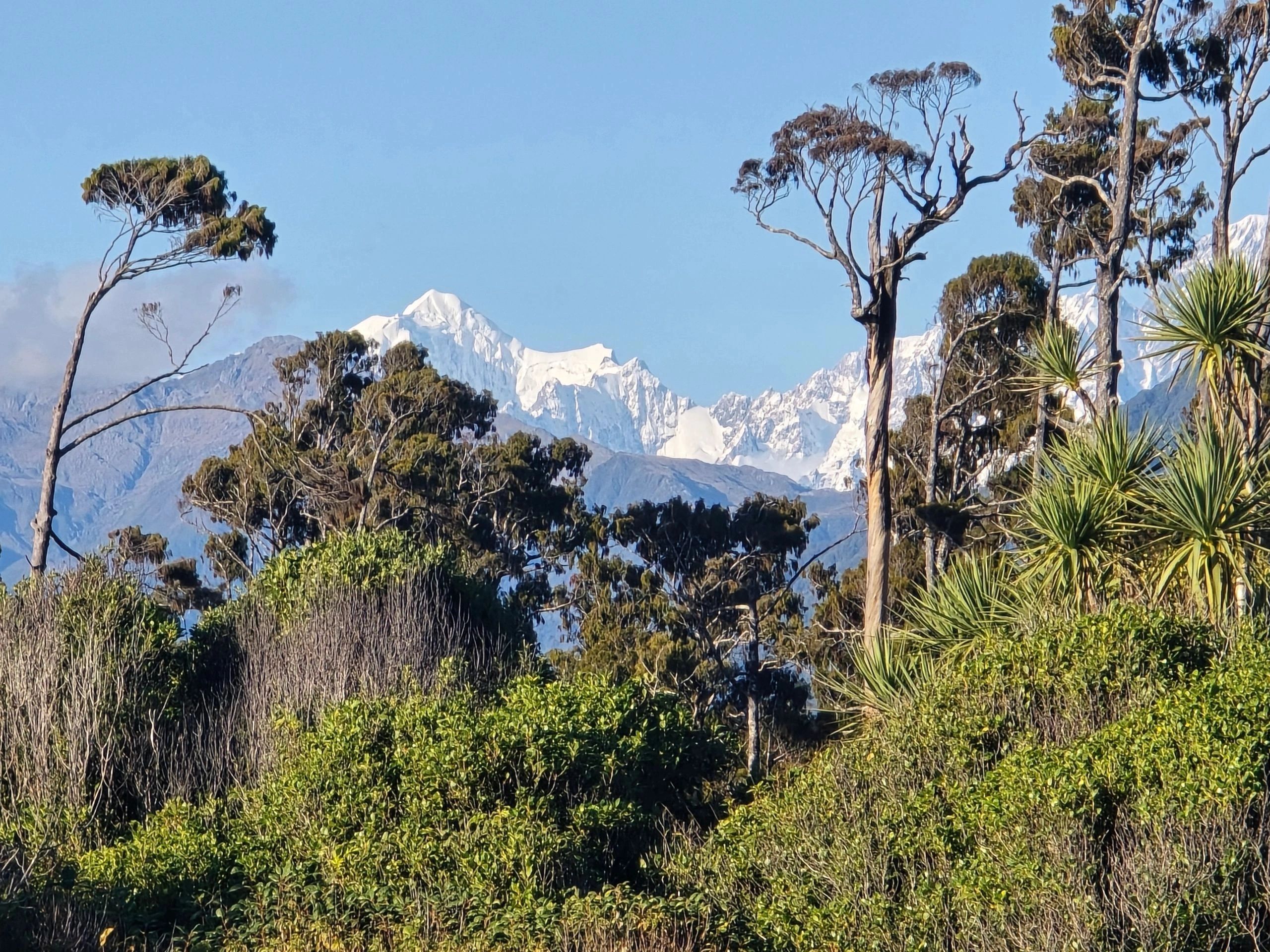 Total Tree Solutions - Professional Tree Service, West Coast Nz, Tree Cutting & Removals