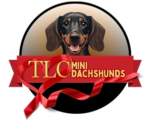 TLC Mini Dachshunds