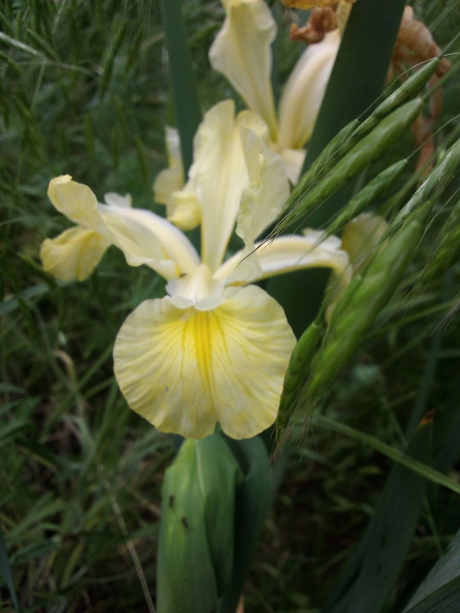 'Lemon Shortcake' spuria