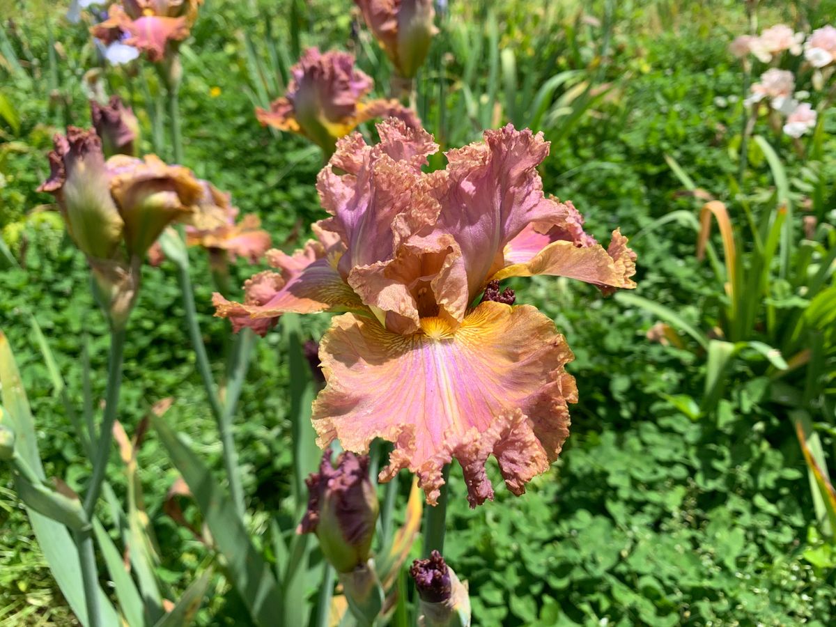 'Copper Bubble Bath'