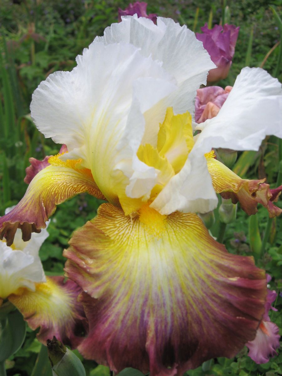 'Three Ring Circus'