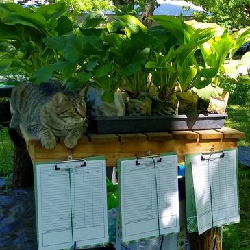 Welcome to Plant Shack