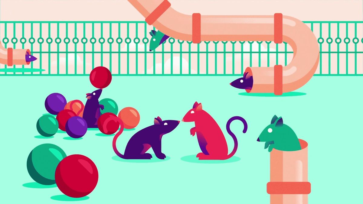 Rat Park