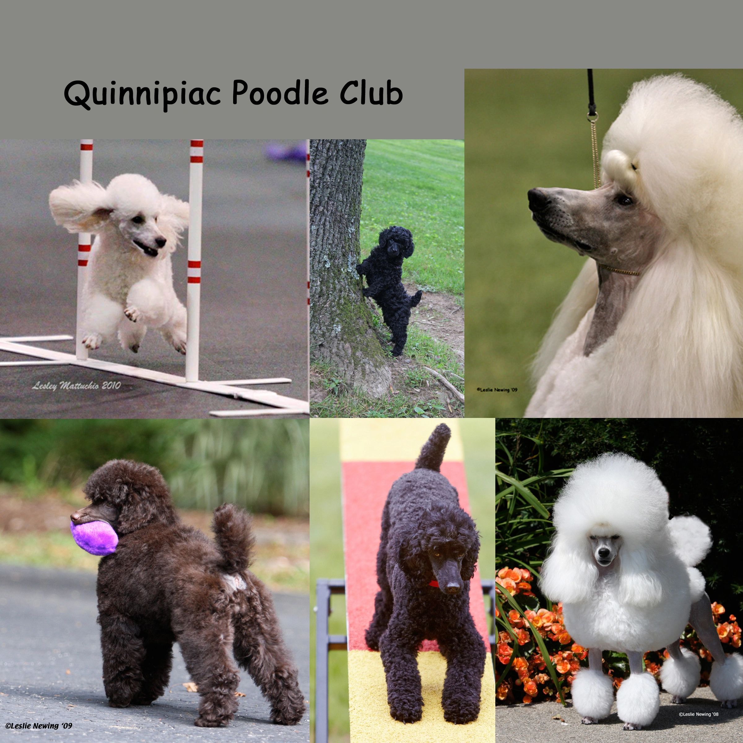 Quinnipiac Poodle Club - Poodle Rescue, Poodle