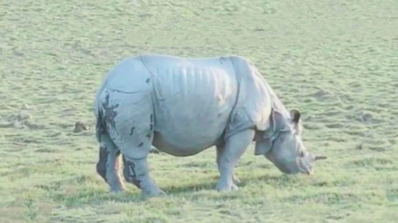 Kaziranga National Park