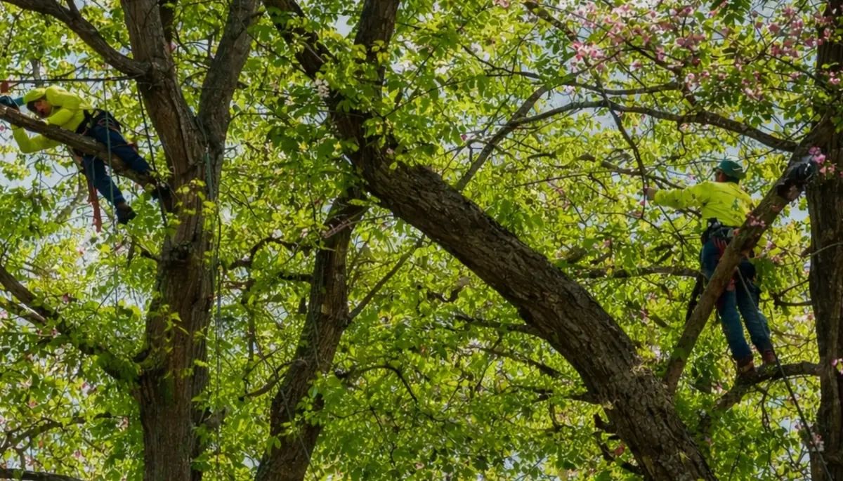 Fort Hunt Tree Blog | Tree Care Advice by an ISA Arborist