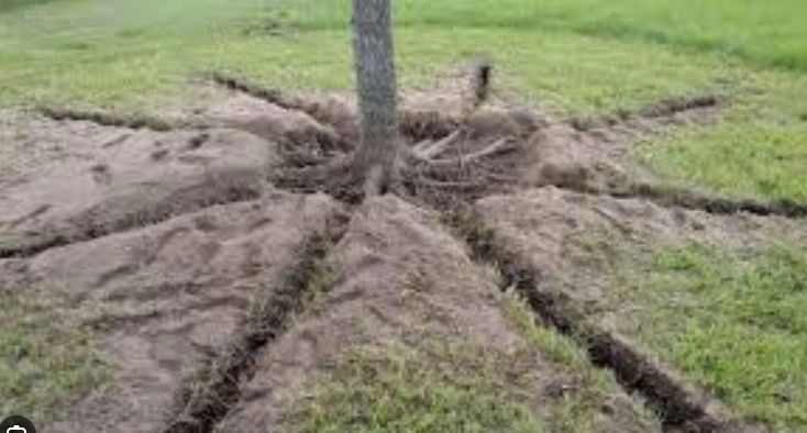 Vertical Mulching & Radial Trenching in Fort Hunt