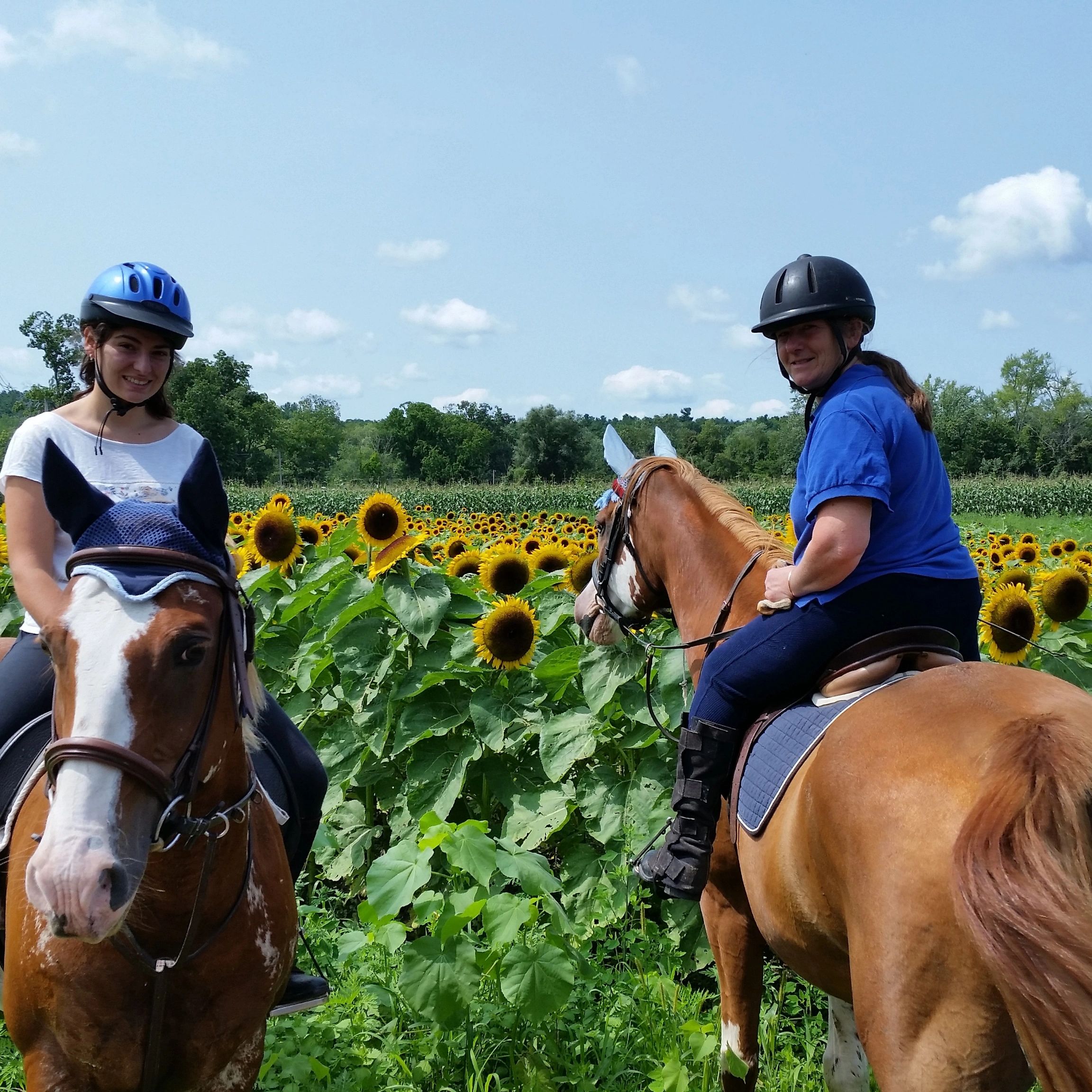 HEALD STREET HORSE FARM