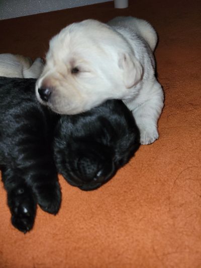 Labrador Retrievers - Holly Farm Labradors