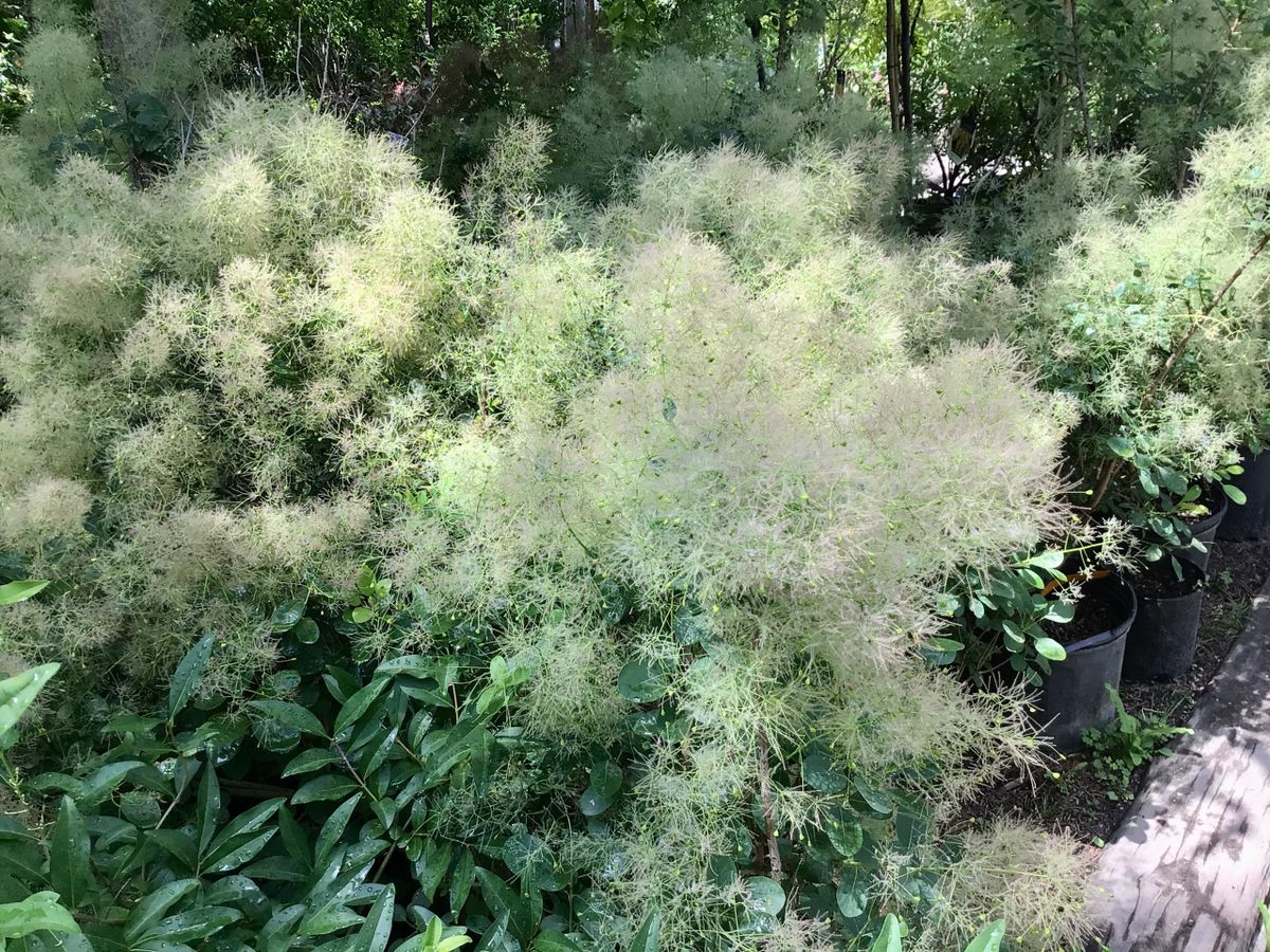 Royal Purple Smoke Bush