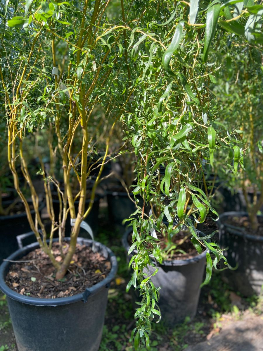Curly Willow Tree