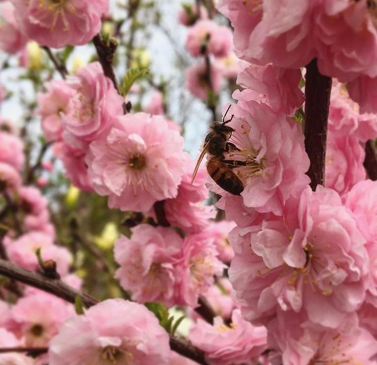 Arbor Garden Centre and Nursery - Standard Deciduous Trees, Globe Blue ...