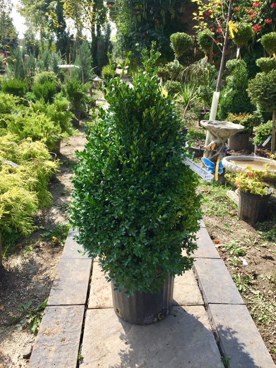 Coned Green Mountain Boxwood