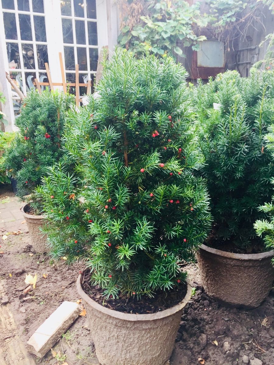 Taxus Hicksii Yew