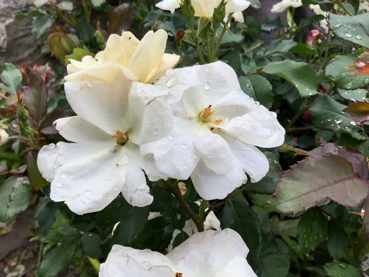 White Knock Out Rose