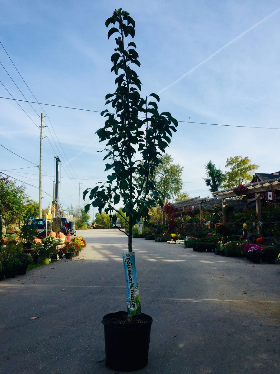 Chanticleer Pear Tree