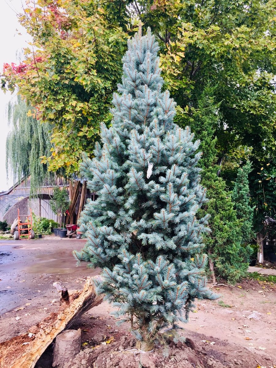Columnar Blue Spruce