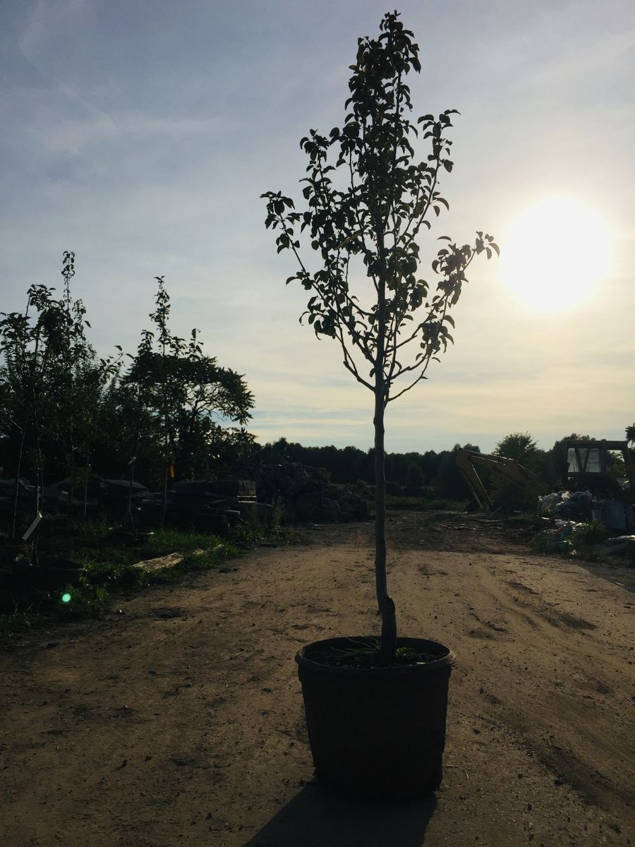 Bartlett Pear Tree
