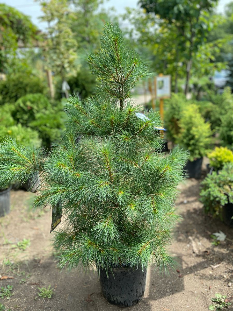 Eastern White Pine