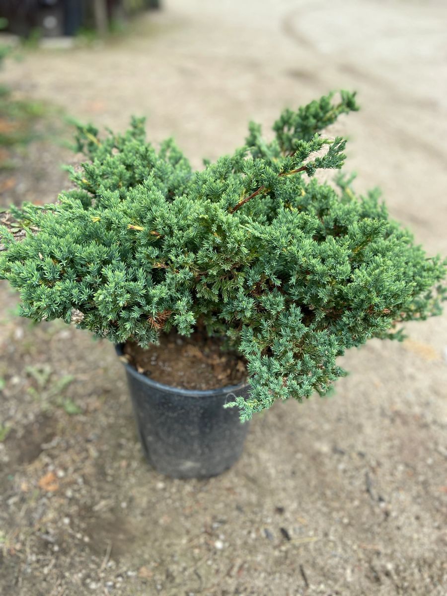 Dwarf Japanese Garden Juniper