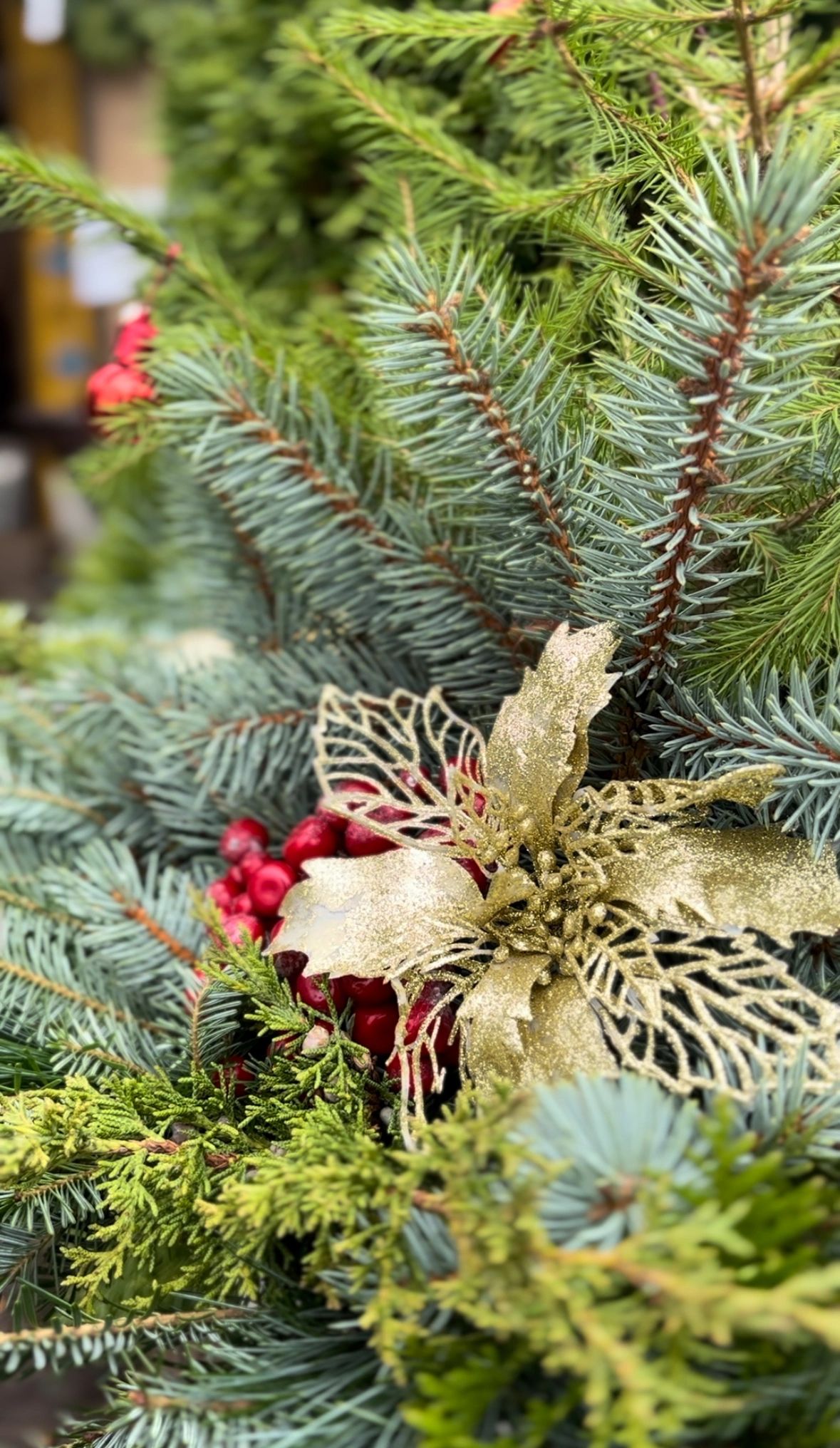 Arbor Garden Centre and Nursery - Standard Deciduous Trees, Globe Blue ...