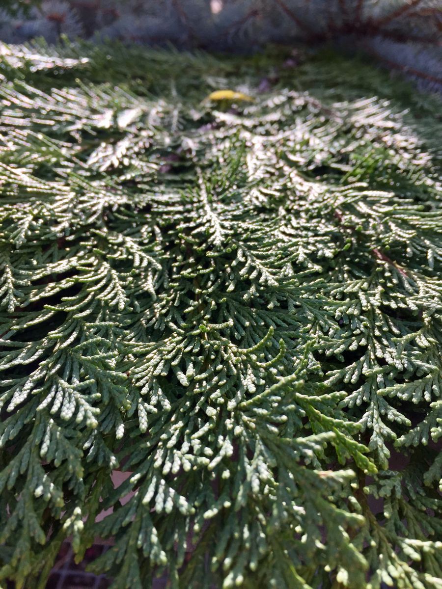 Western Red Cedar Greenery Bunch