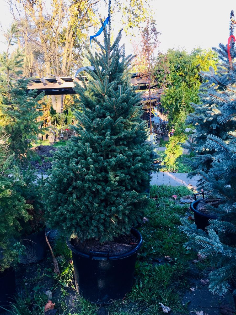 Montrose Charm Columnar White Spruce