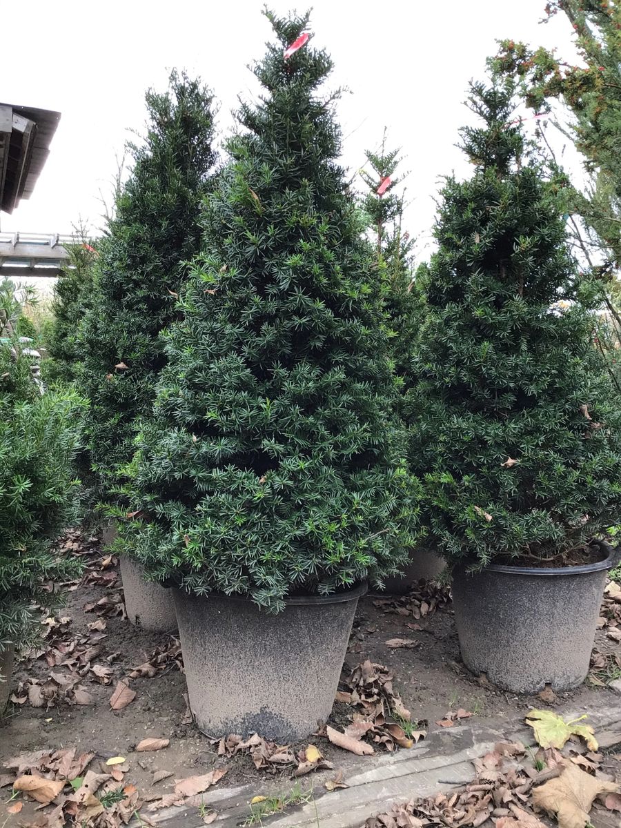 Capitata Pyramidal Yew (10 gallon)