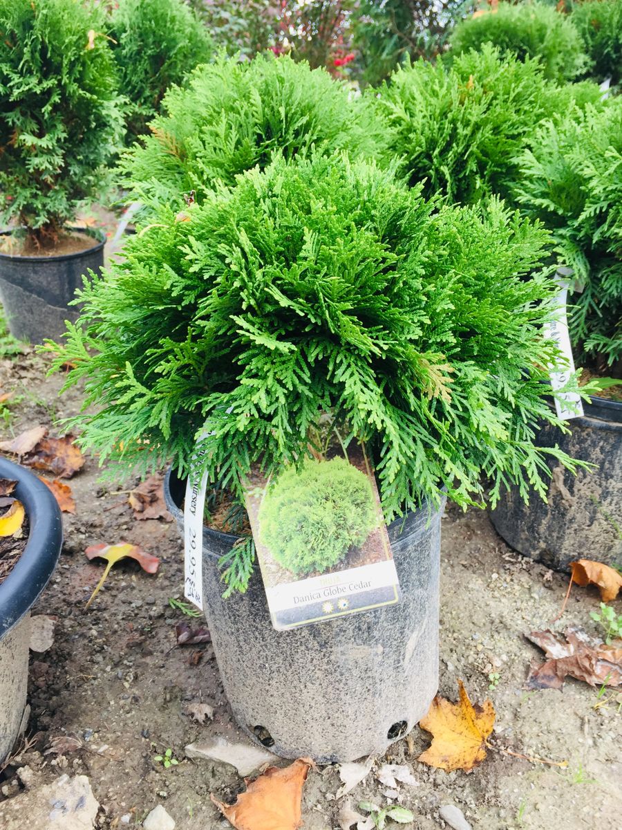 Danica Globe Cedar
