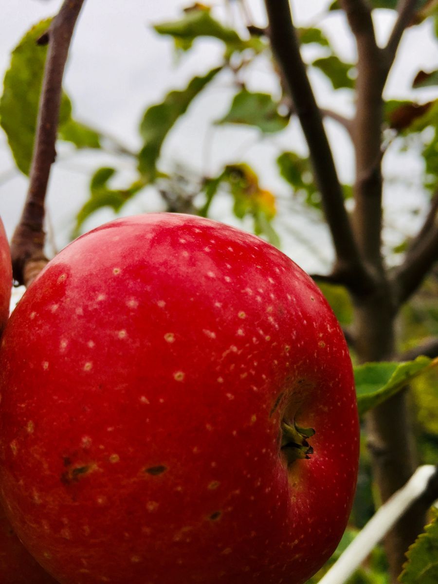 Macintosh Apple Tree
